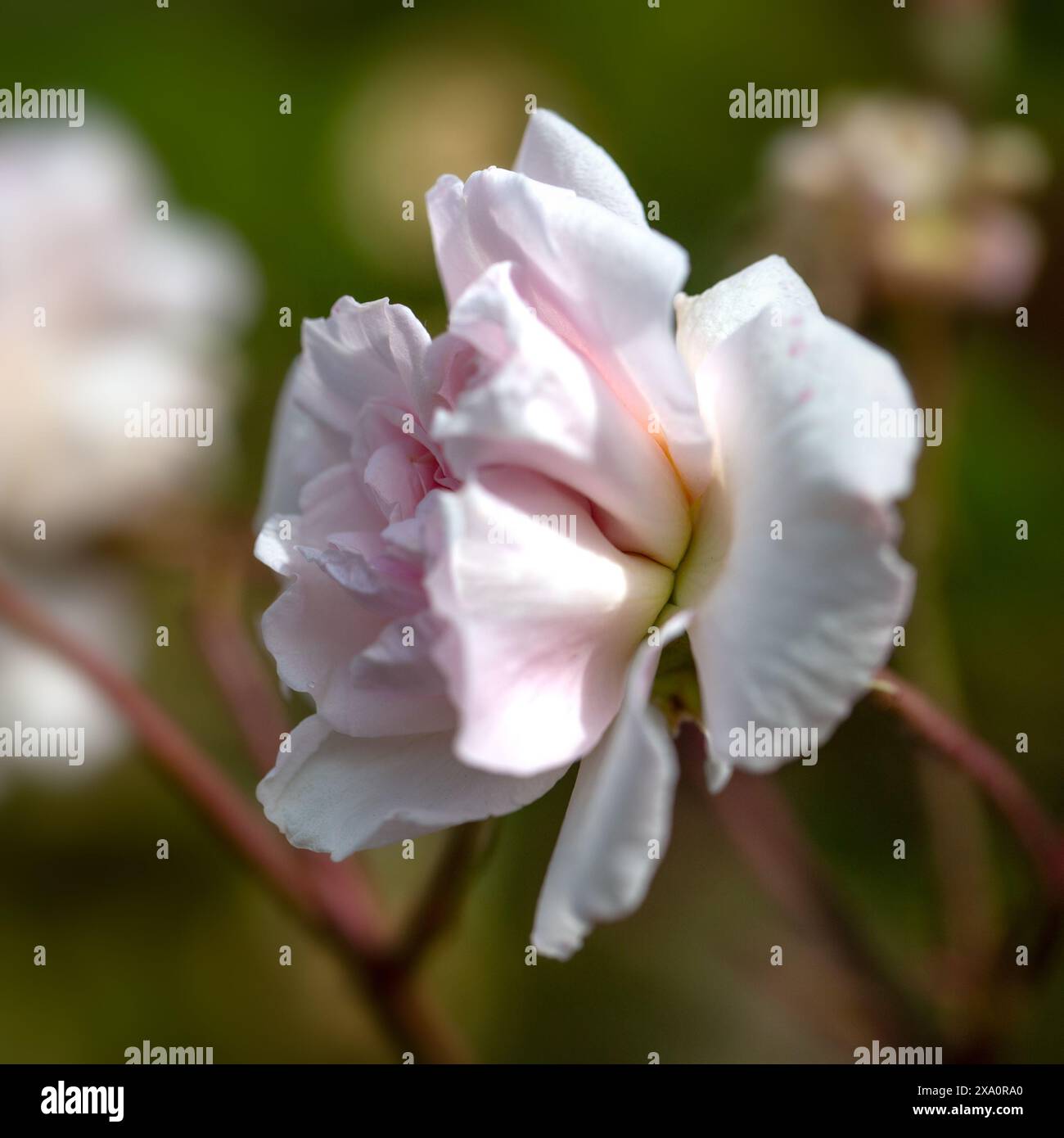 Cecile brunner rose hi-res stock photography and images - Alamy