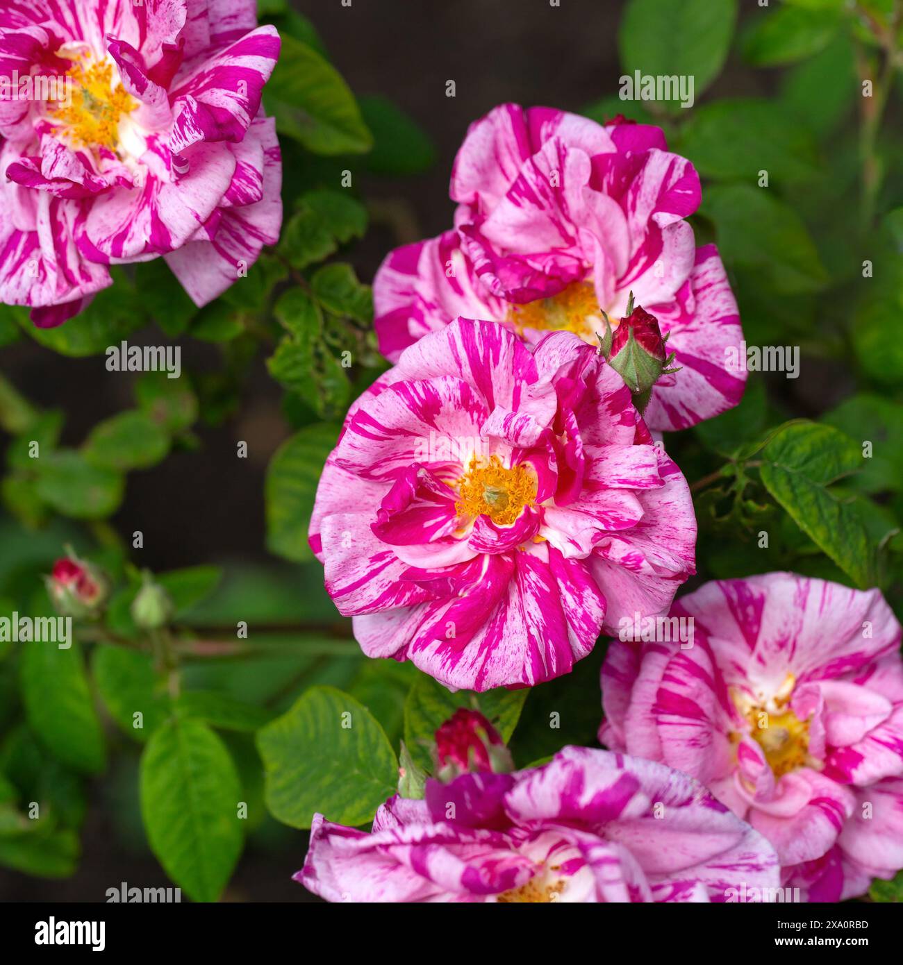 Closeup of flowers of Rosa gallica 'Versicolor' in a garden in early ...