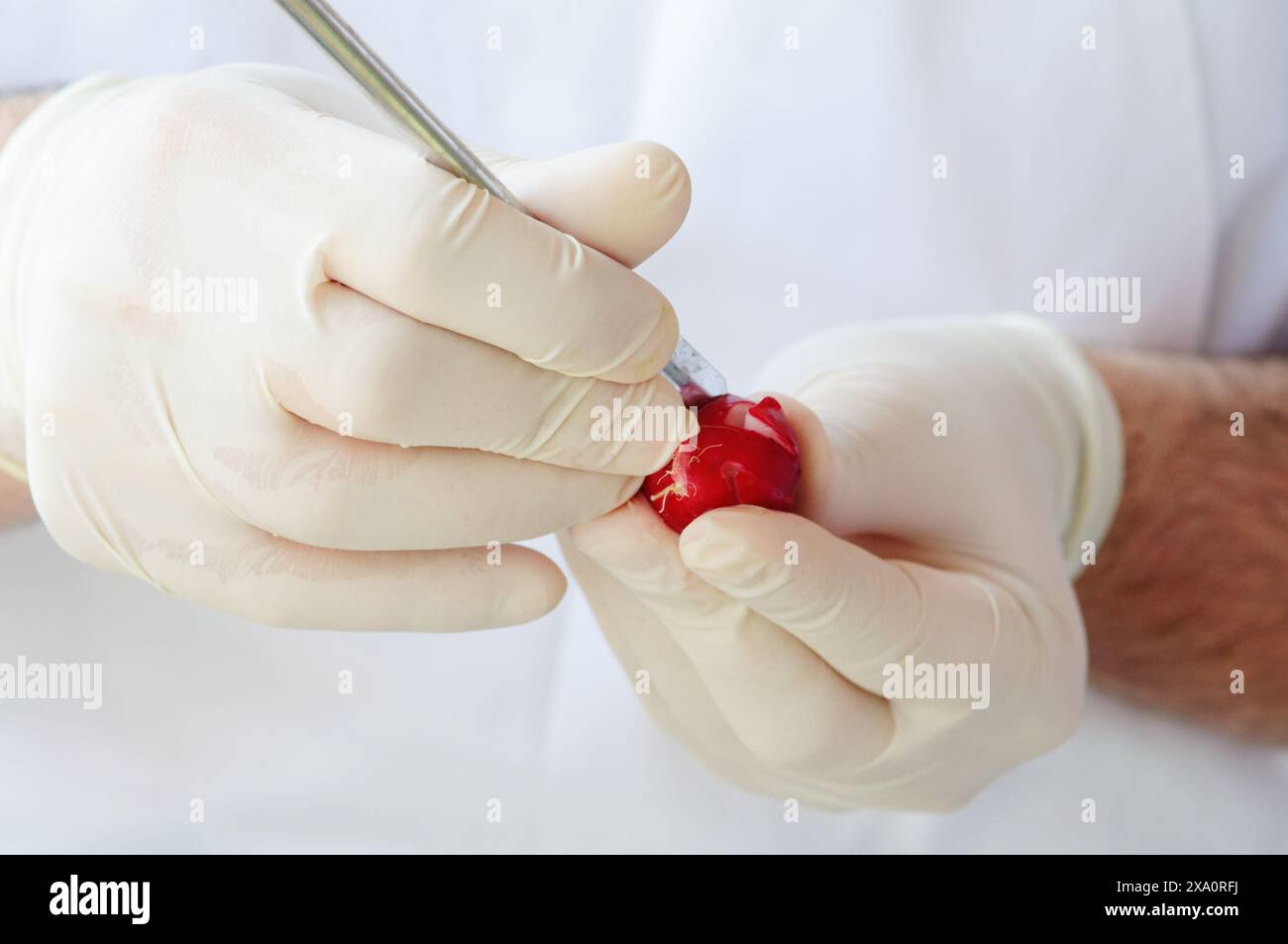 Chef Carving Radish Stock Photo - Alamy