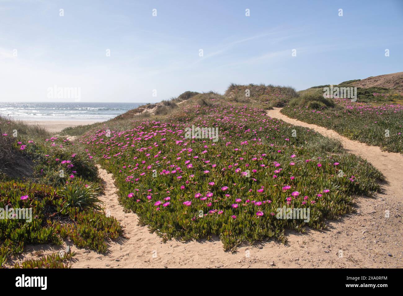 Creeping plants hi-res stock photography and images - Alamy