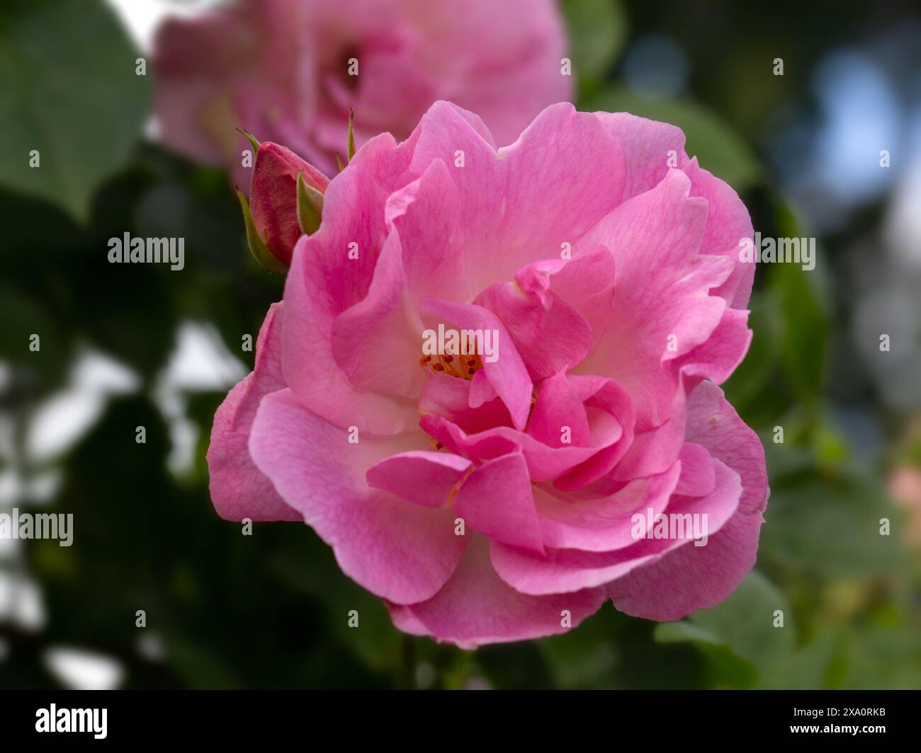 Closeup of flowers of Rosa 'Chaplin's Pink Companion' against blue sky ...