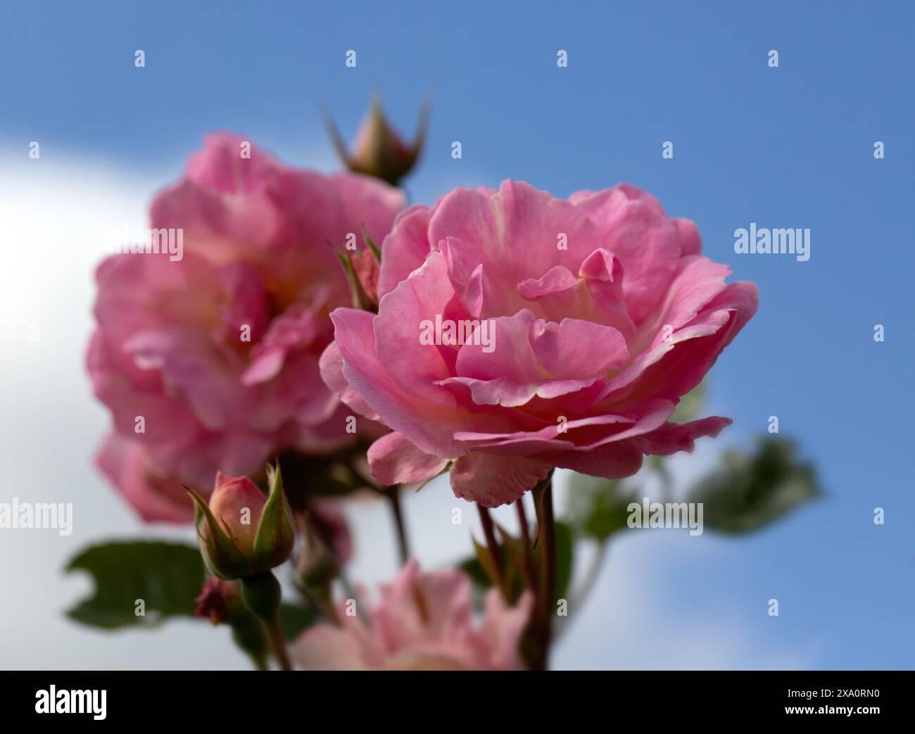 Closeup of flowers of Rosa 'Chaplin's Pink Companion' against blue sky ...