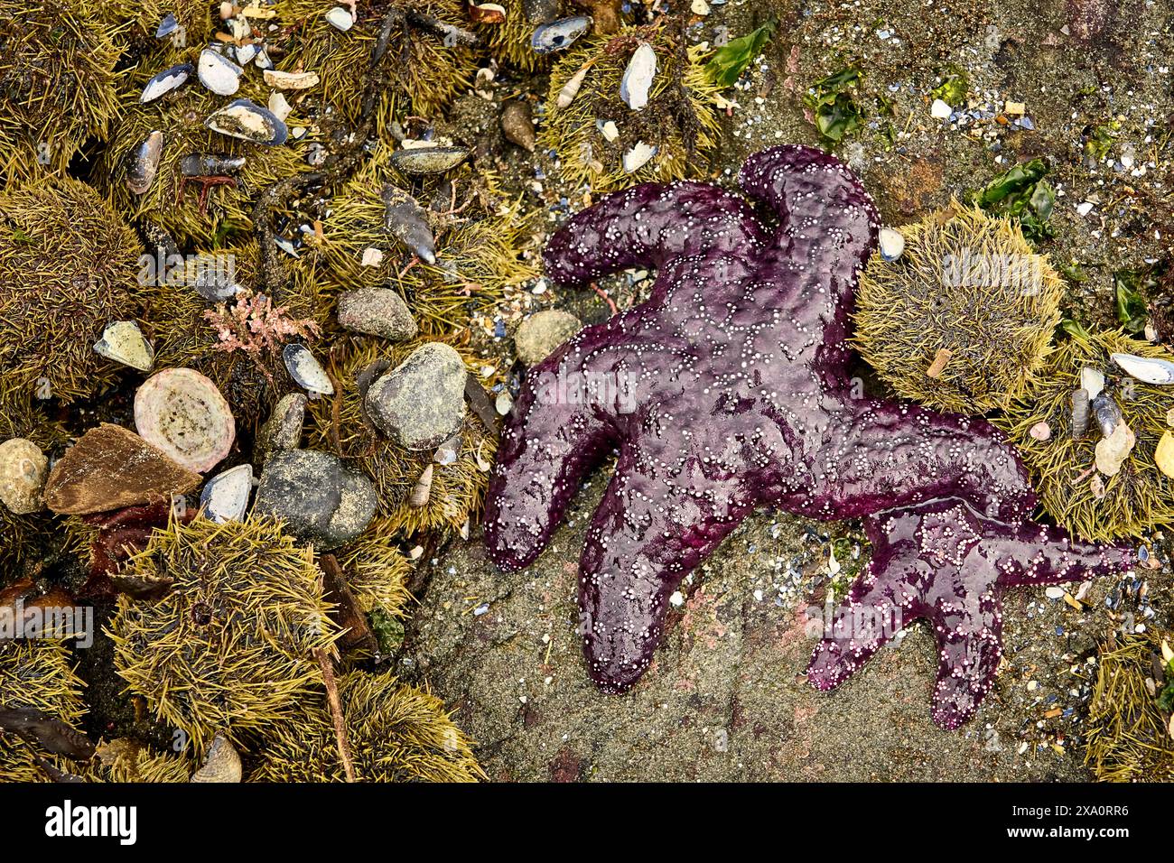 A large and small purple starfish in a bed of crowded sea urchins and ...