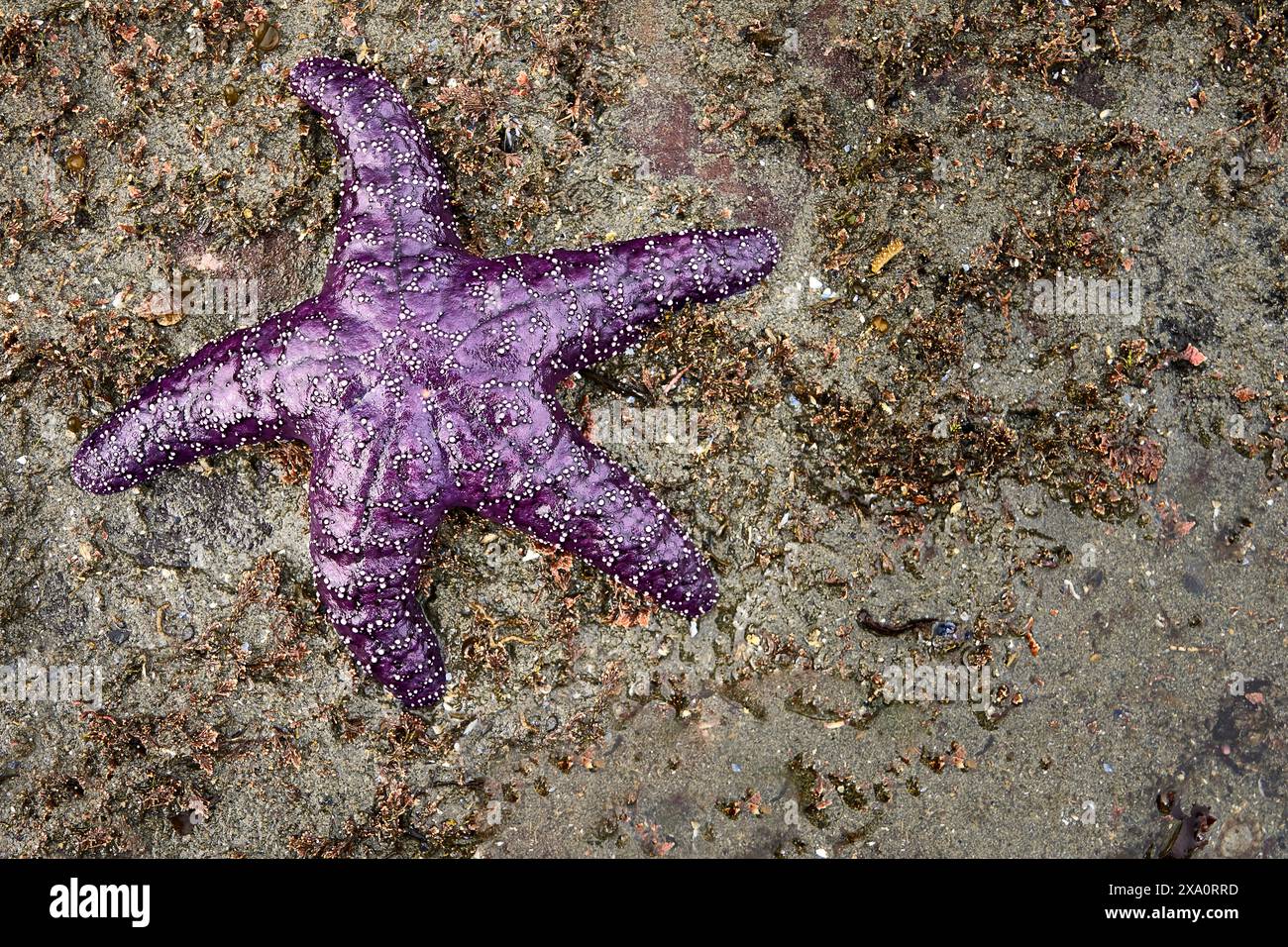 A bright purple ochre starfish on the colorful seaweed covered sand at ...