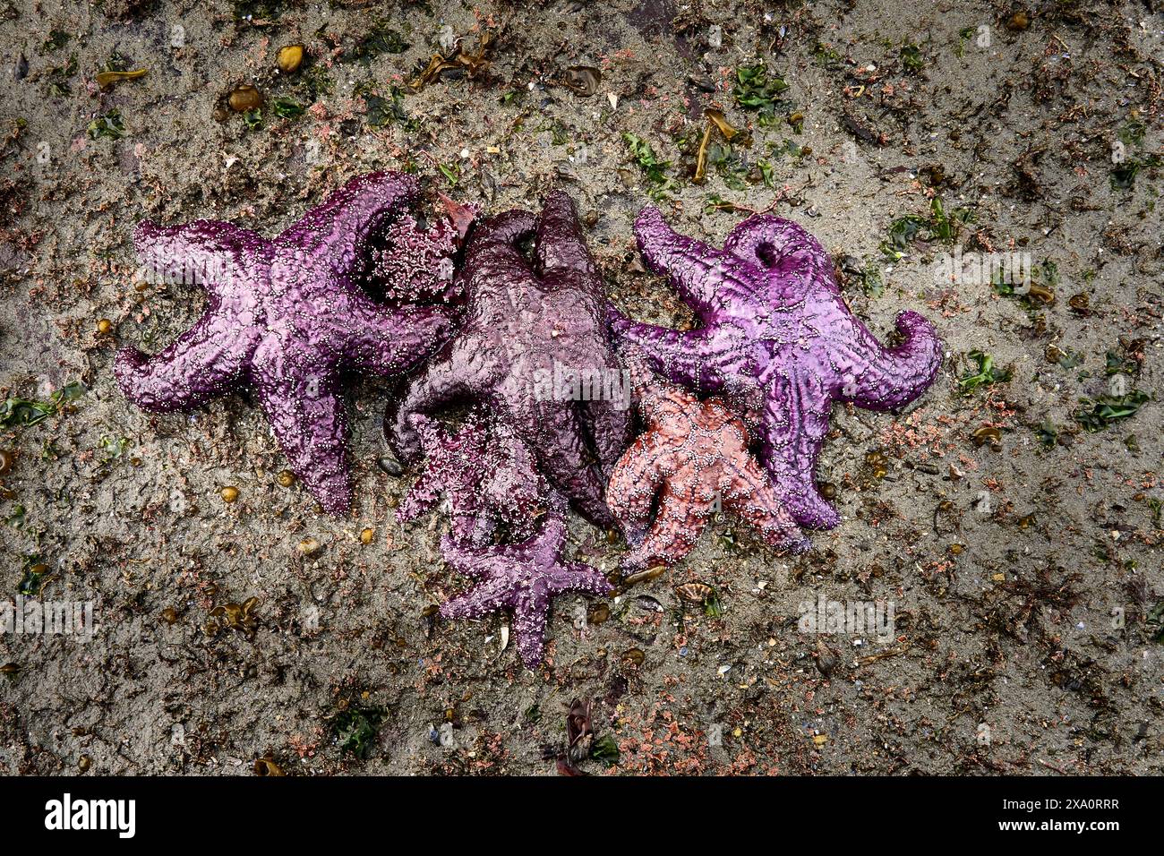 Large and small purple starfish in a cluster on a wet sandy beach Stock ...