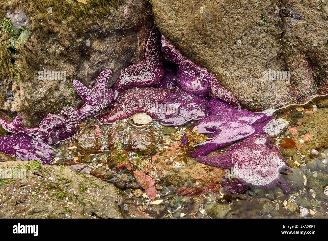 Many purple starfish clinging to the rocks at a wet colorful intertidal ...
