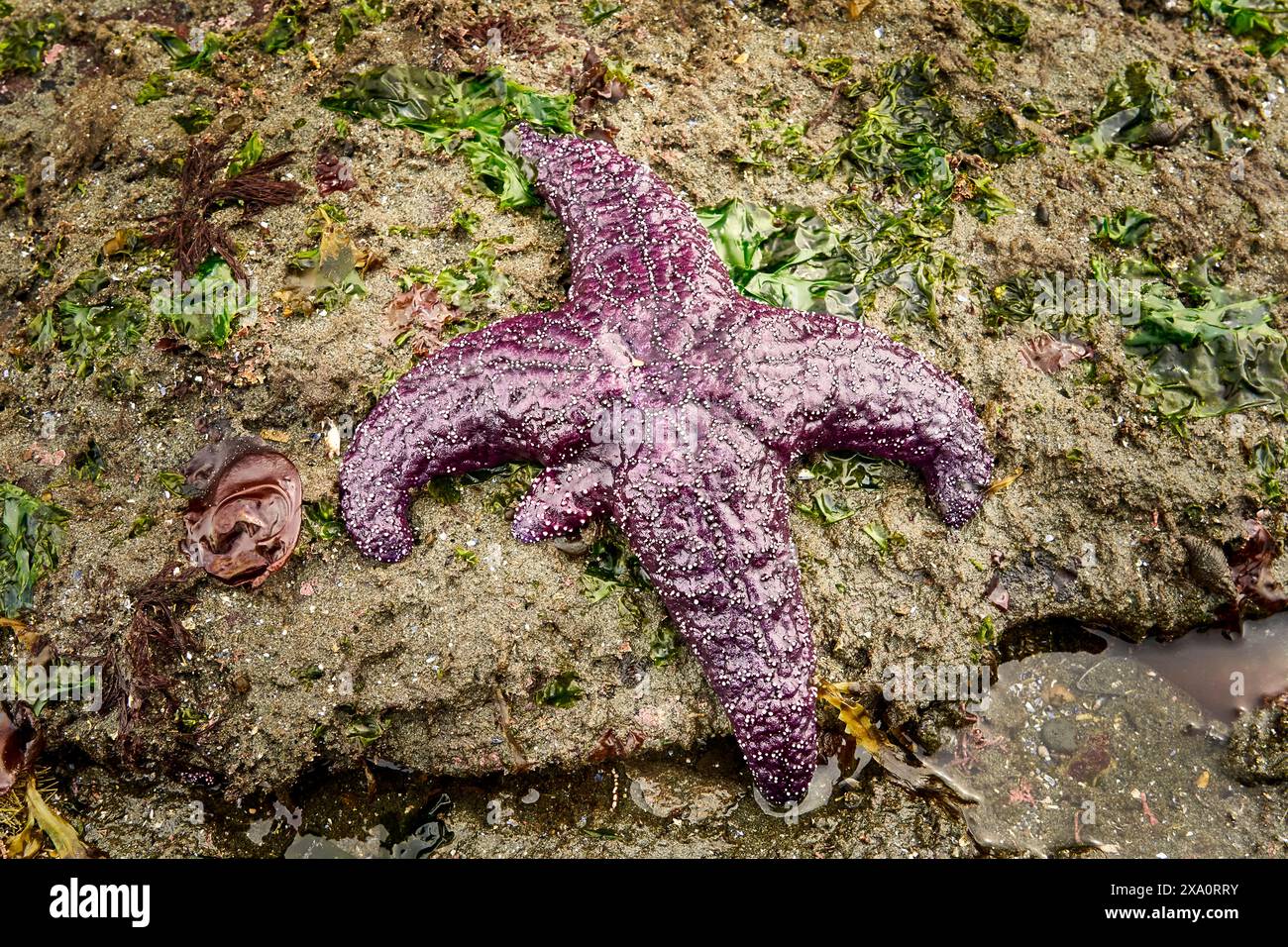 A purple starfish regrowing one of it's five stout rays resting on a ...