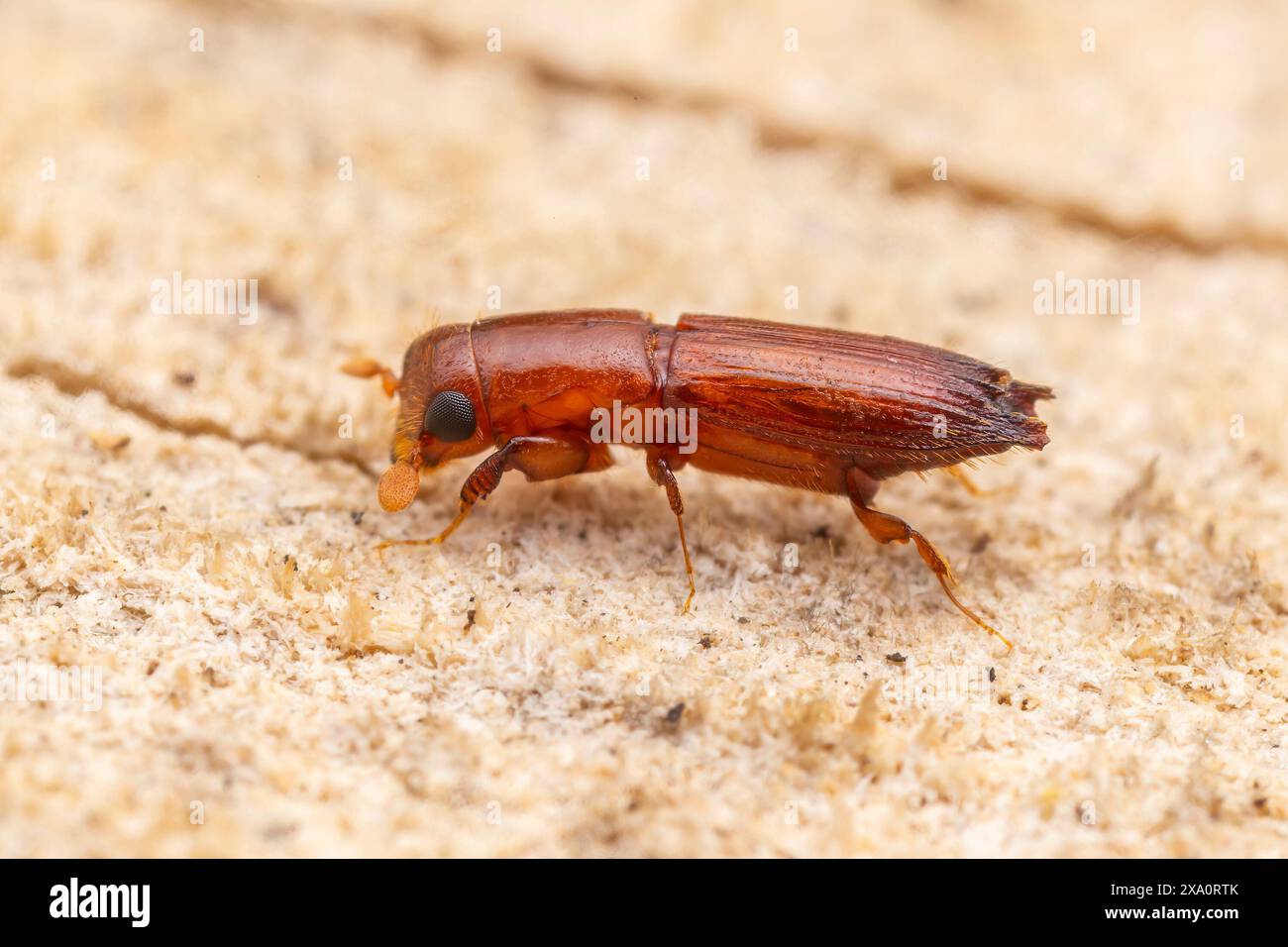 Pinhole borer hi-res stock photography and images - Alamy