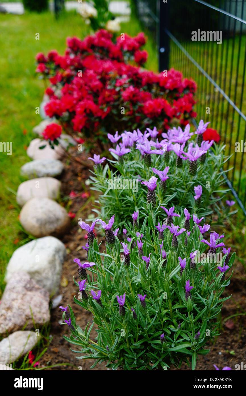 A vibrant garden with colorful blossoms and lush foliage Stock Photo ...