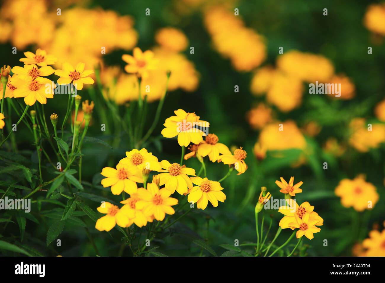 Copper Canyon Daisy or Lemon Marigold or Mexican Bush Marigold flowers ...
