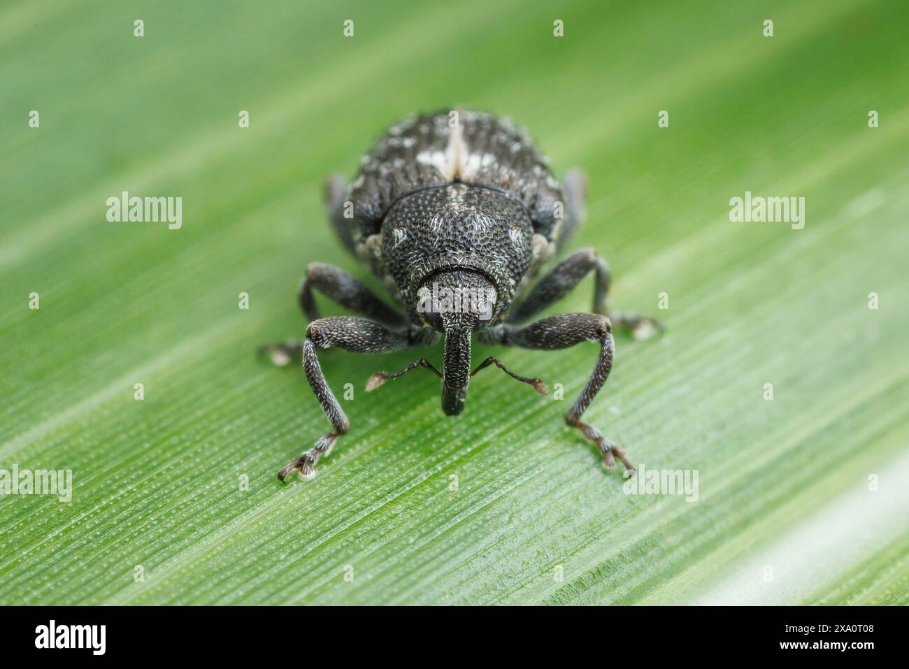 Cnemogonini hi-res stock photography and images - Alamy