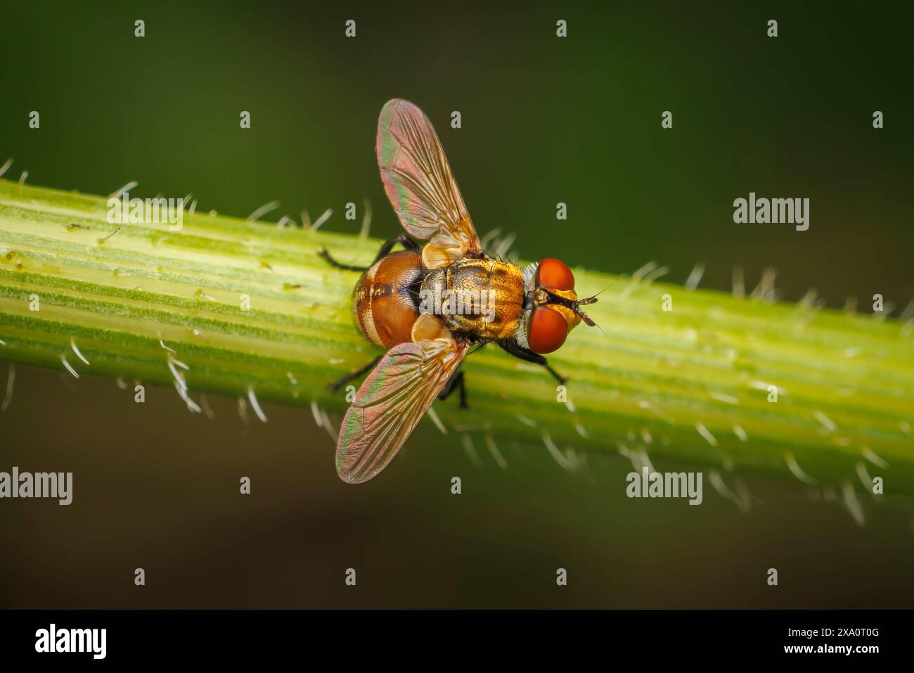 Bristle Fly (Gymnoclytia occidua) - Male Stock Photo - Alamy