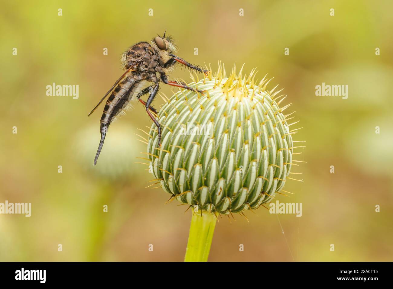 Female efferia hi-res stock photography and images - Alamy