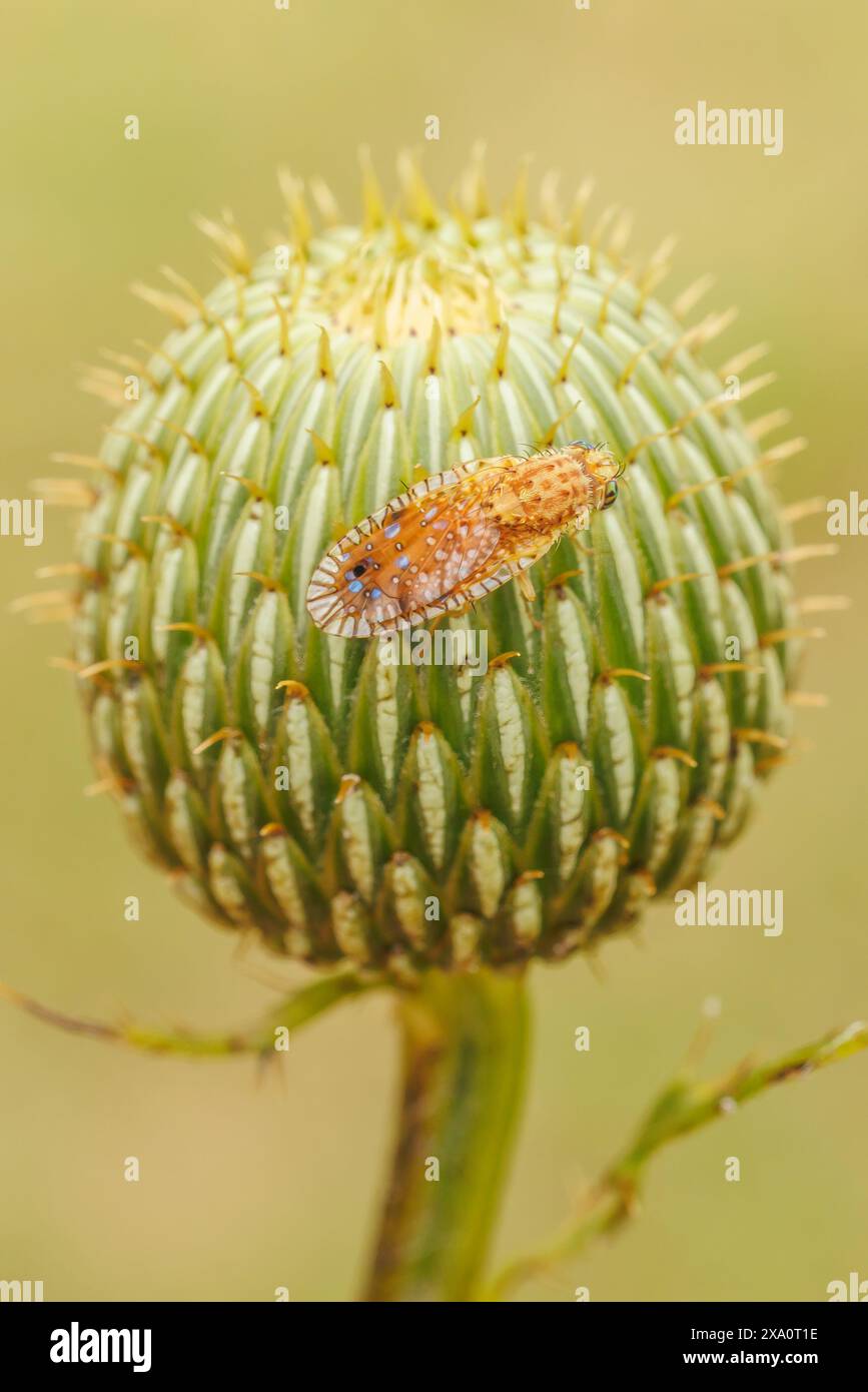 A female Fruit Fly (Paracantha culta) on a plume thistle (Cirsium sp ...
