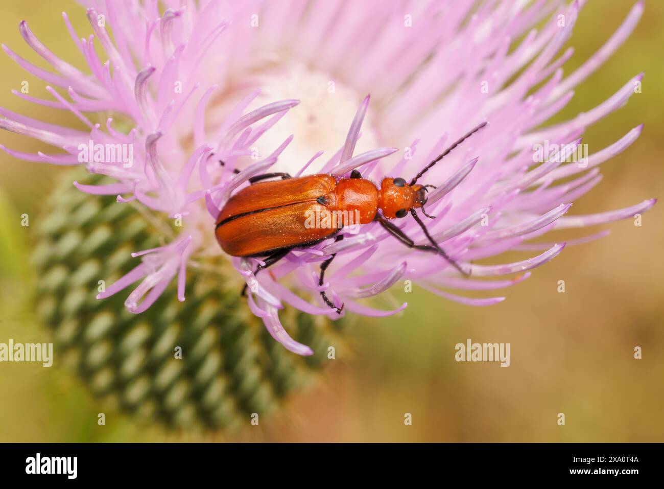 An Orange Blister Beelte (Nemognatha piazata ssp. bicolor) on a plume ...