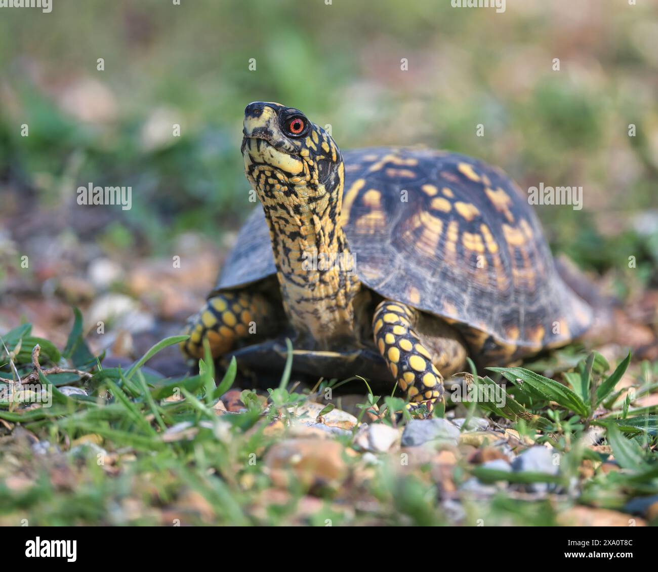 An Eastern Box Turtle in Dover, Tennessee Stock Photo - Alamy