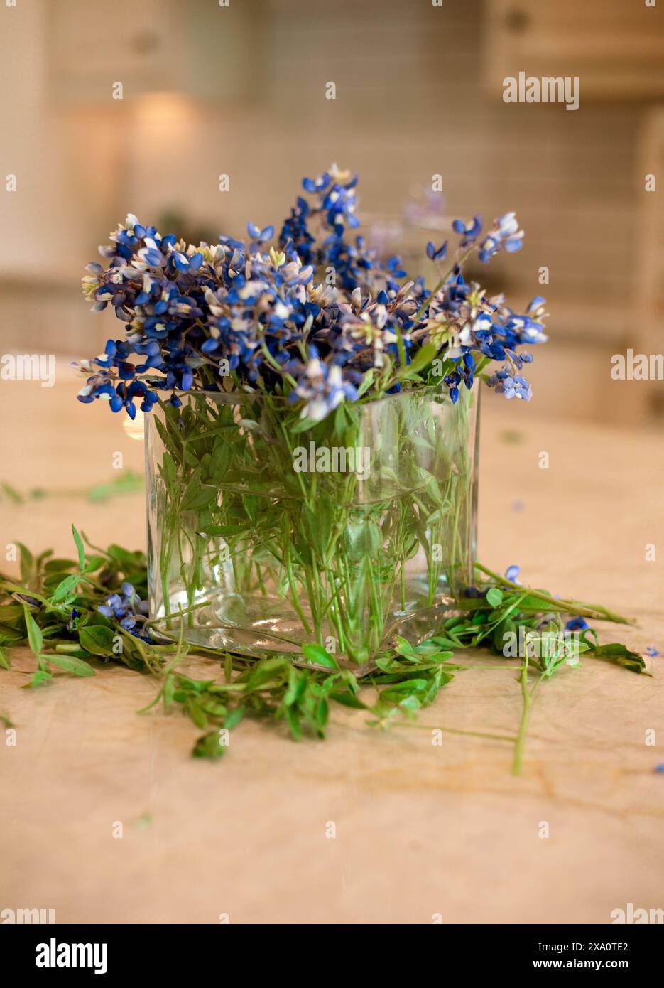 Some blue bonnets in a square vase on a countertop Stock Photo - Alamy