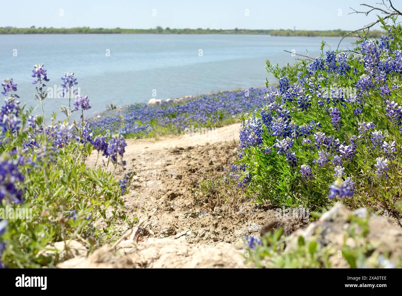 Blooming blue bonnets on sandy riverbank and shoreline Stock Photo - Alamy