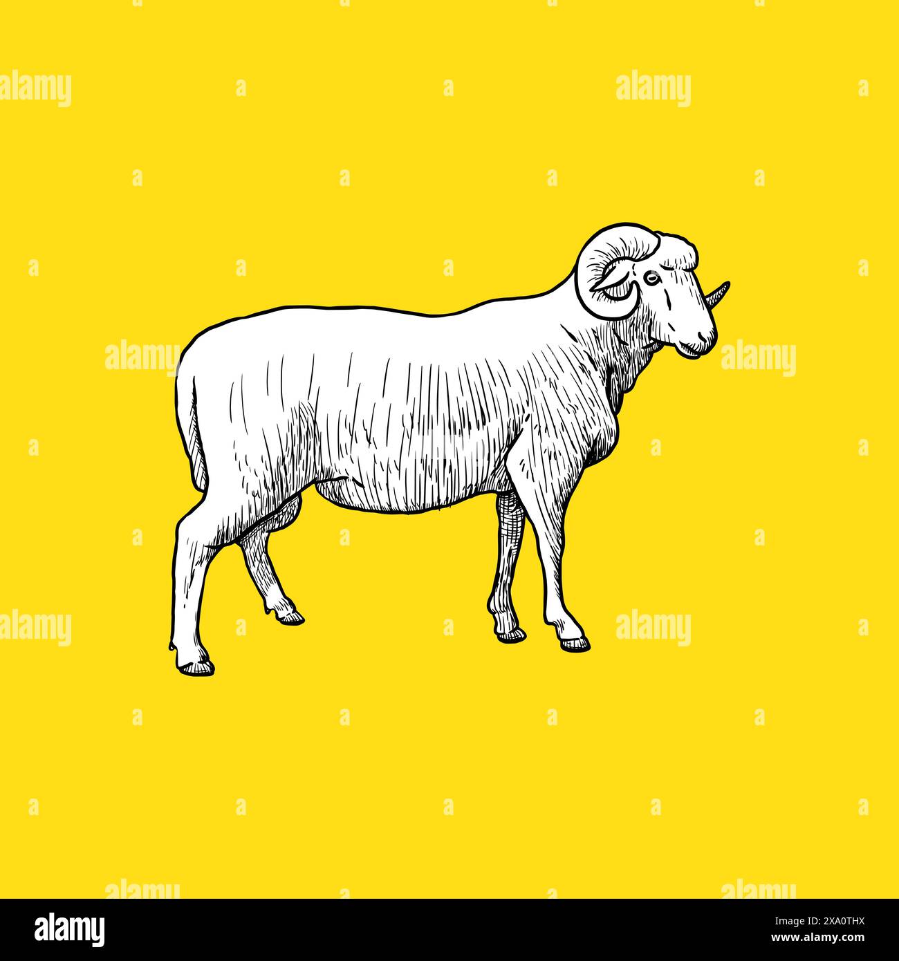 Vintage Sheep Side. Sketch and Drawing Style Stock Vector Image & Art ...