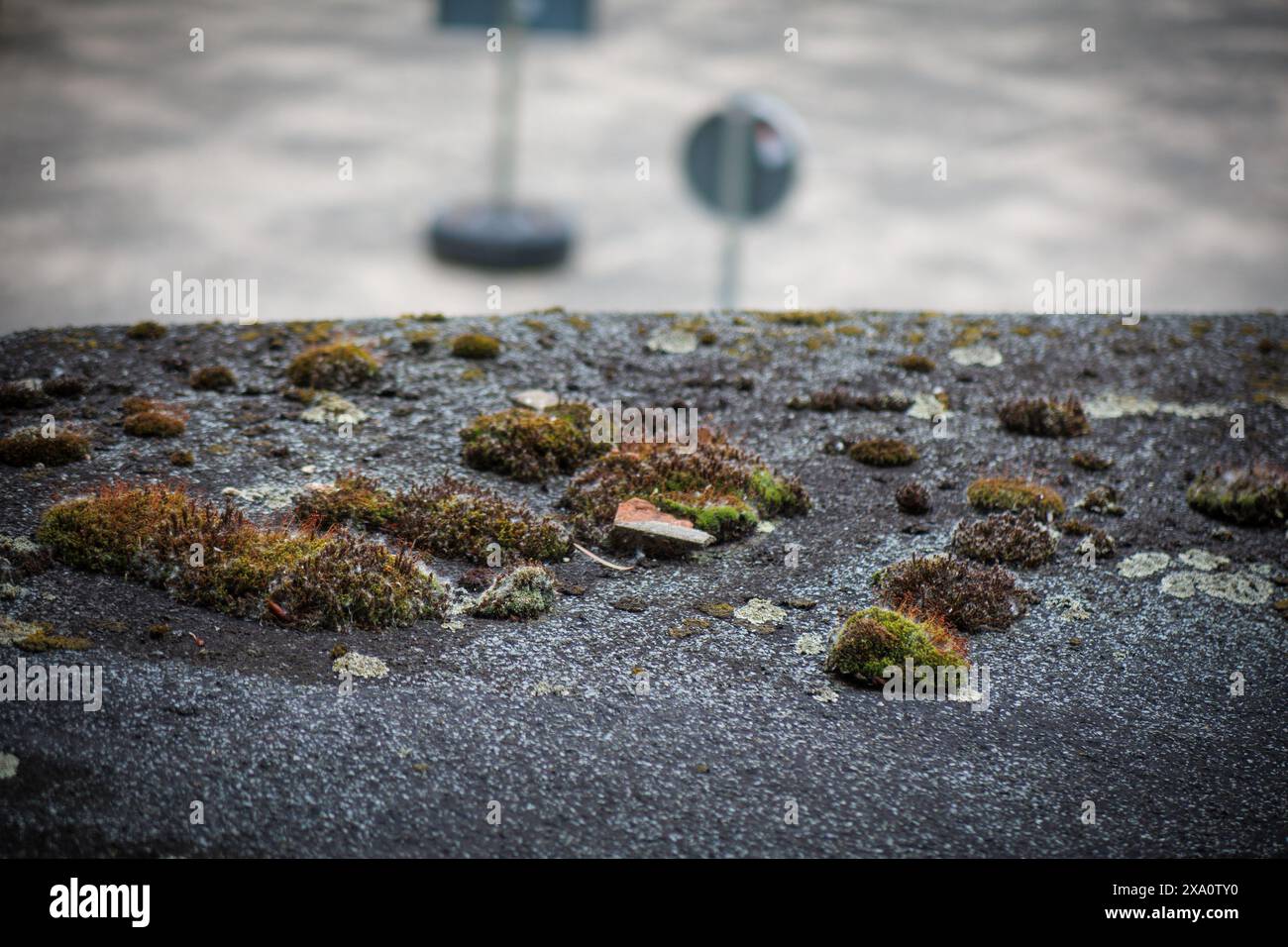 some Moss has formed on an old tar roof Stock Photo - Alamy