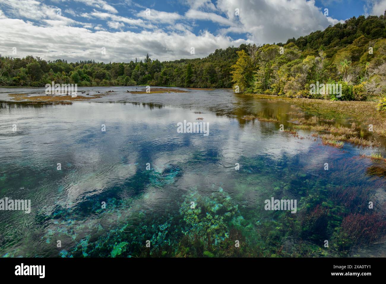 New Zealand; South Island,Takaka, Golden Bay, Te Waikoropupu Springs ...