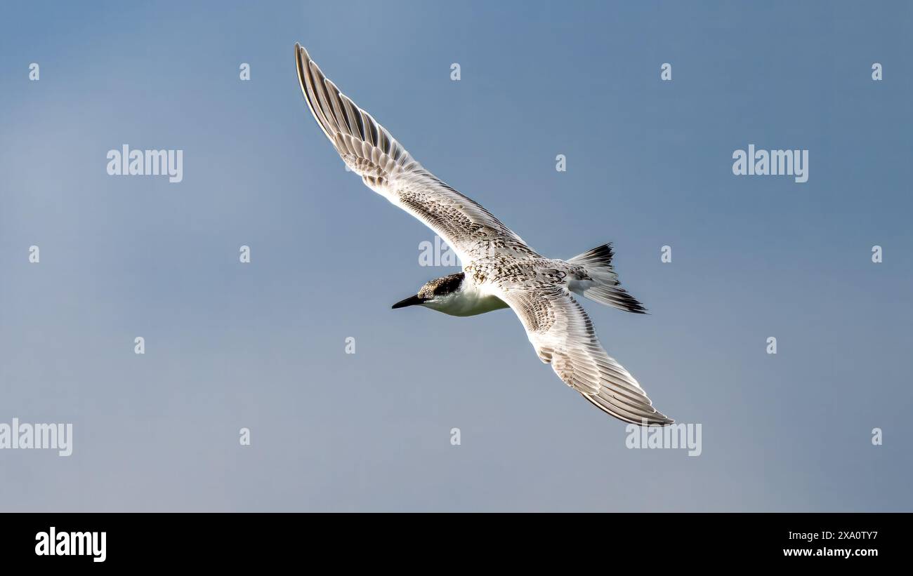 A bird soaring through the clear blue sky with outstretched wings Stock ...