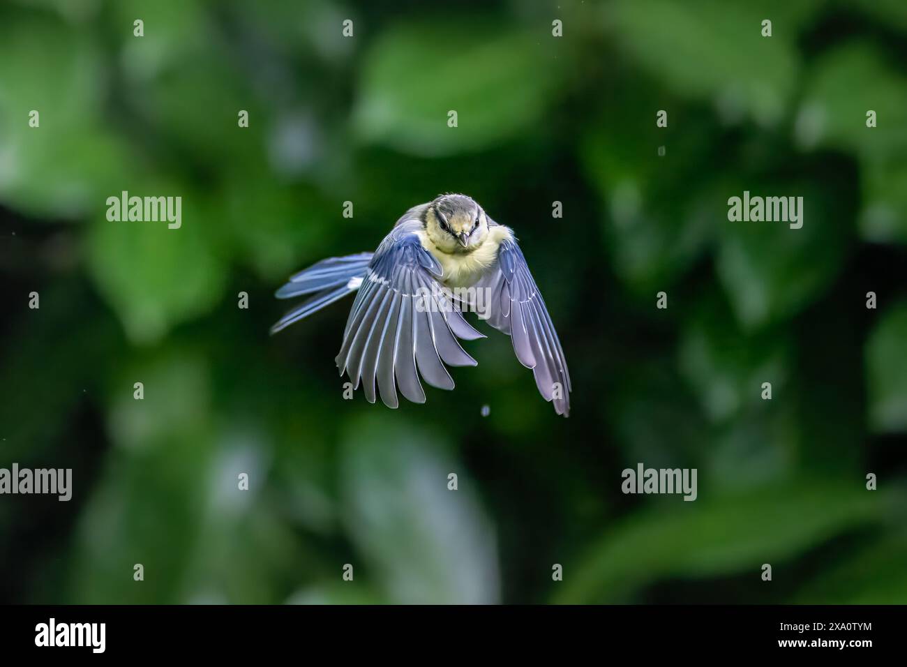 Blue bird soaring in flight with outstretched wings Stock Photo - Alamy