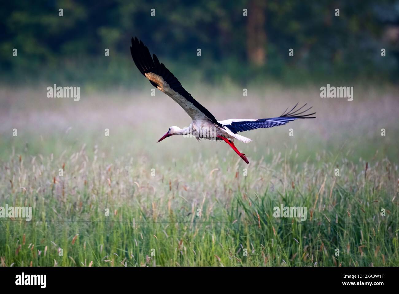 Storch vogel stork bird hi-res stock photography and images - Alamy