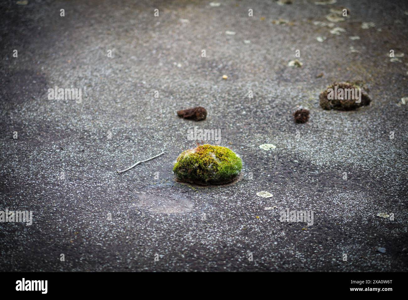 some Moss has formed on an old tar roof Stock Photo - Alamy