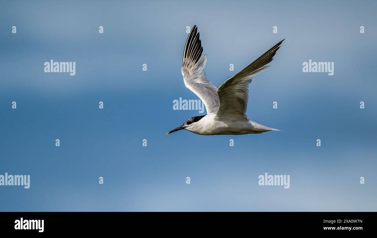A bird soaring in a clear blue sky with outstretched wings Stock Photo ...