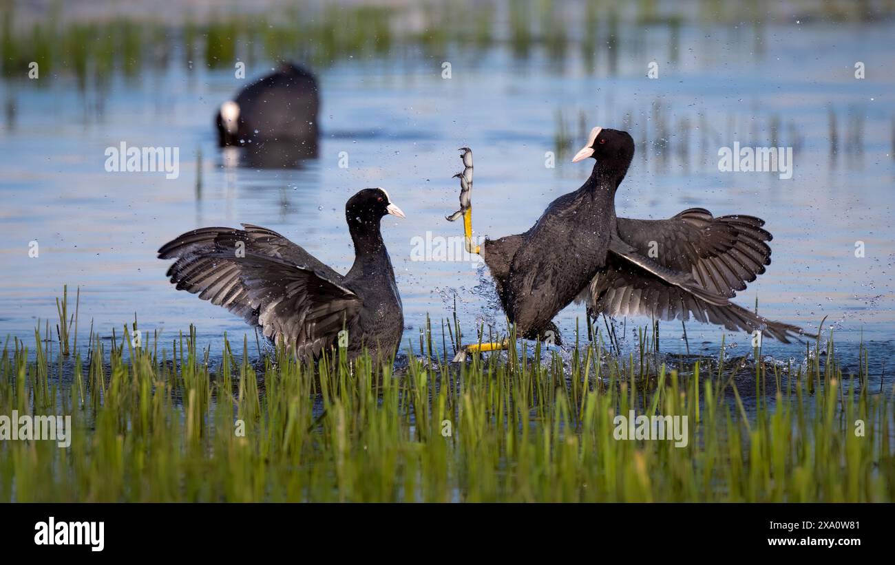 Reedy grass hi-res stock photography and images - Alamy
