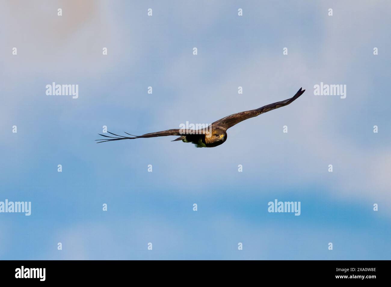A bird soars gracefully with wings outstretched in the sky Stock Photo ...