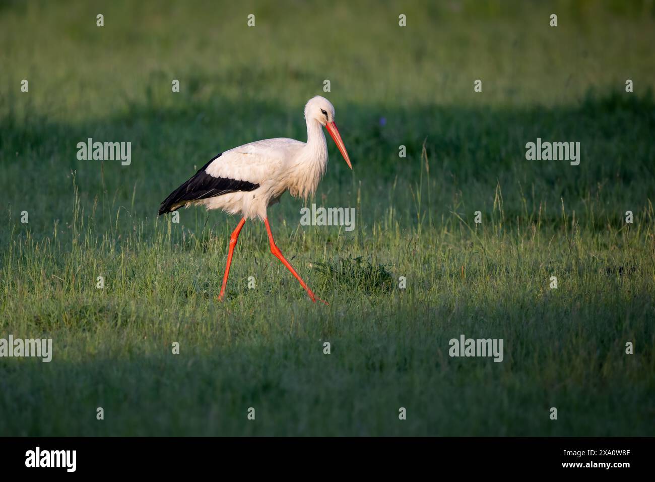 A bird standing on grass with legs crossed Stock Photo - Alamy