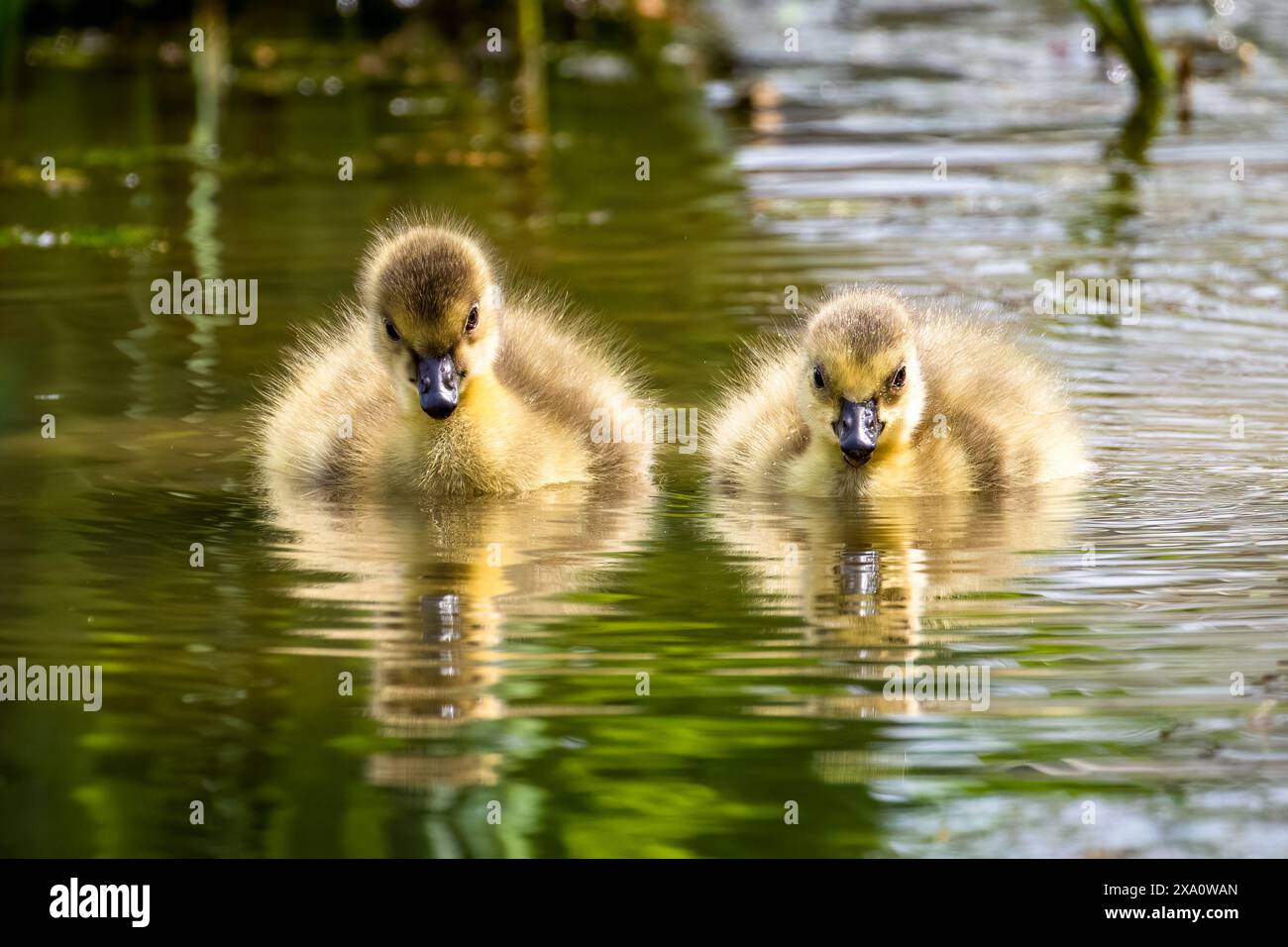 Two ducklings swimming alongside their mother in a pond Stock Photo - Alamy