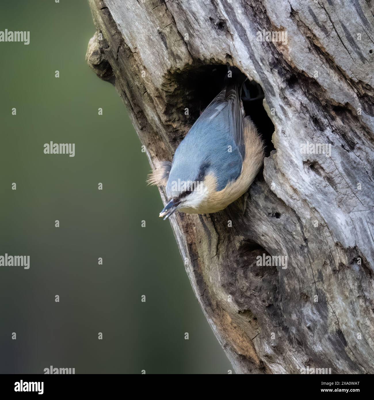 Bird perched upside down with head poking out of tree hollow Stock ...
