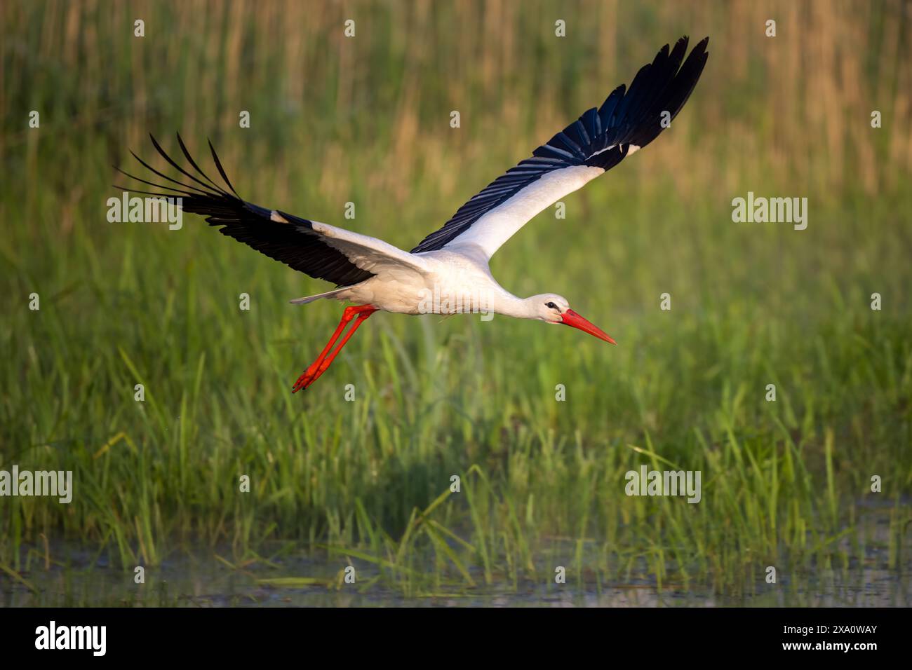 White stork in flight over grass field near water Stock Photo - Alamy