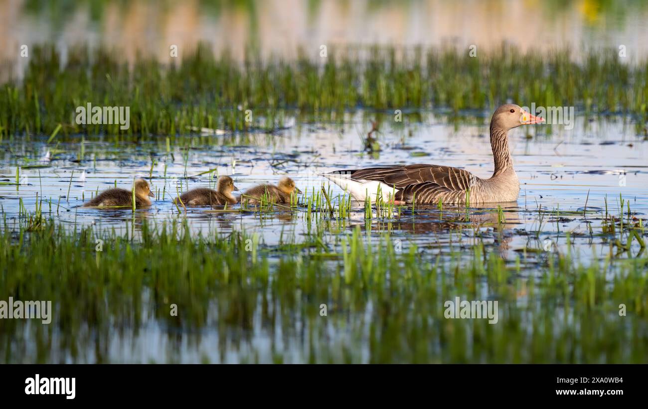 Mother duck and ducklings on water in swamp, parental care in nature ...