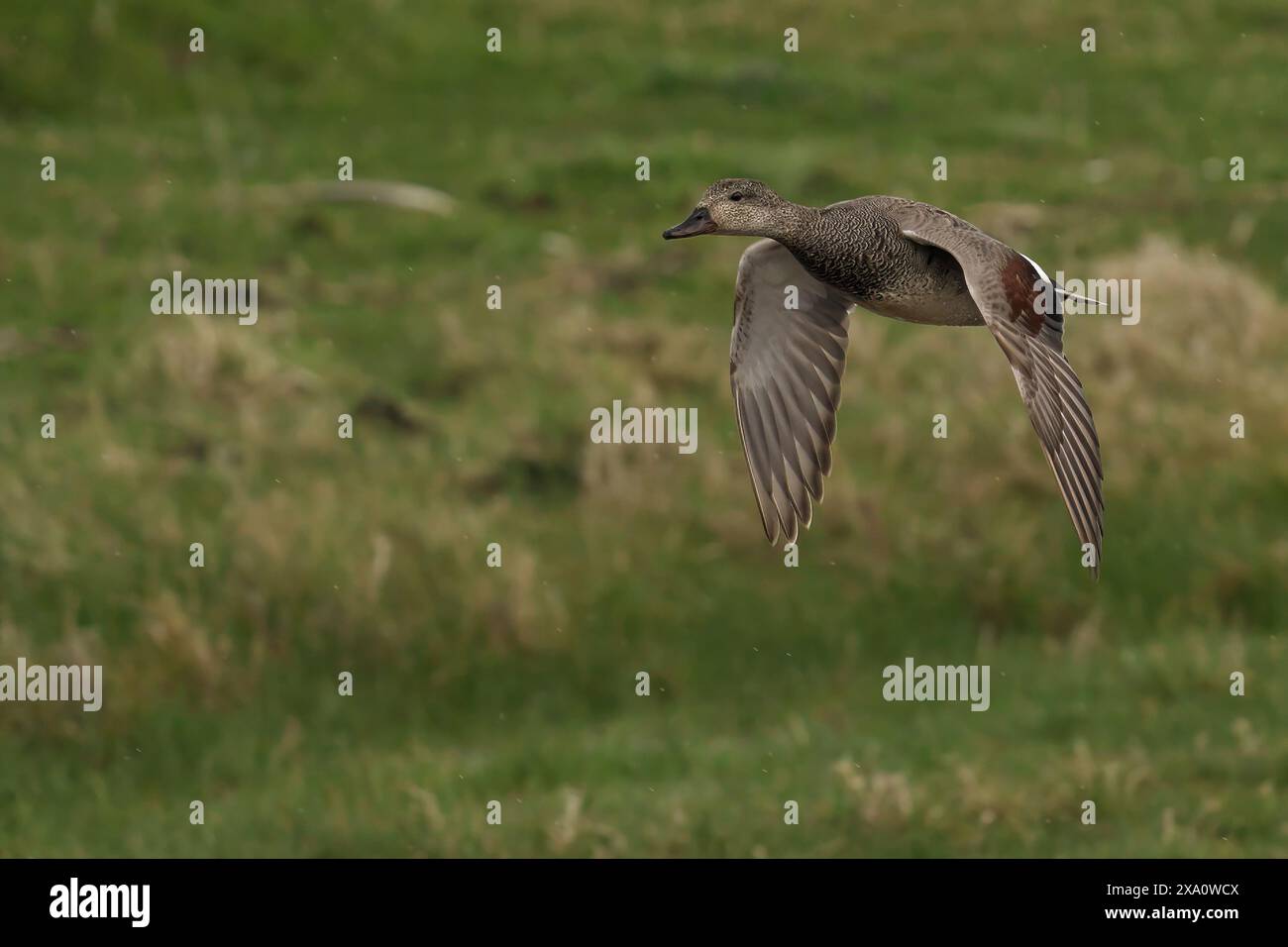 A duck soaring above lush greenery and sky Stock Photo - Alamy