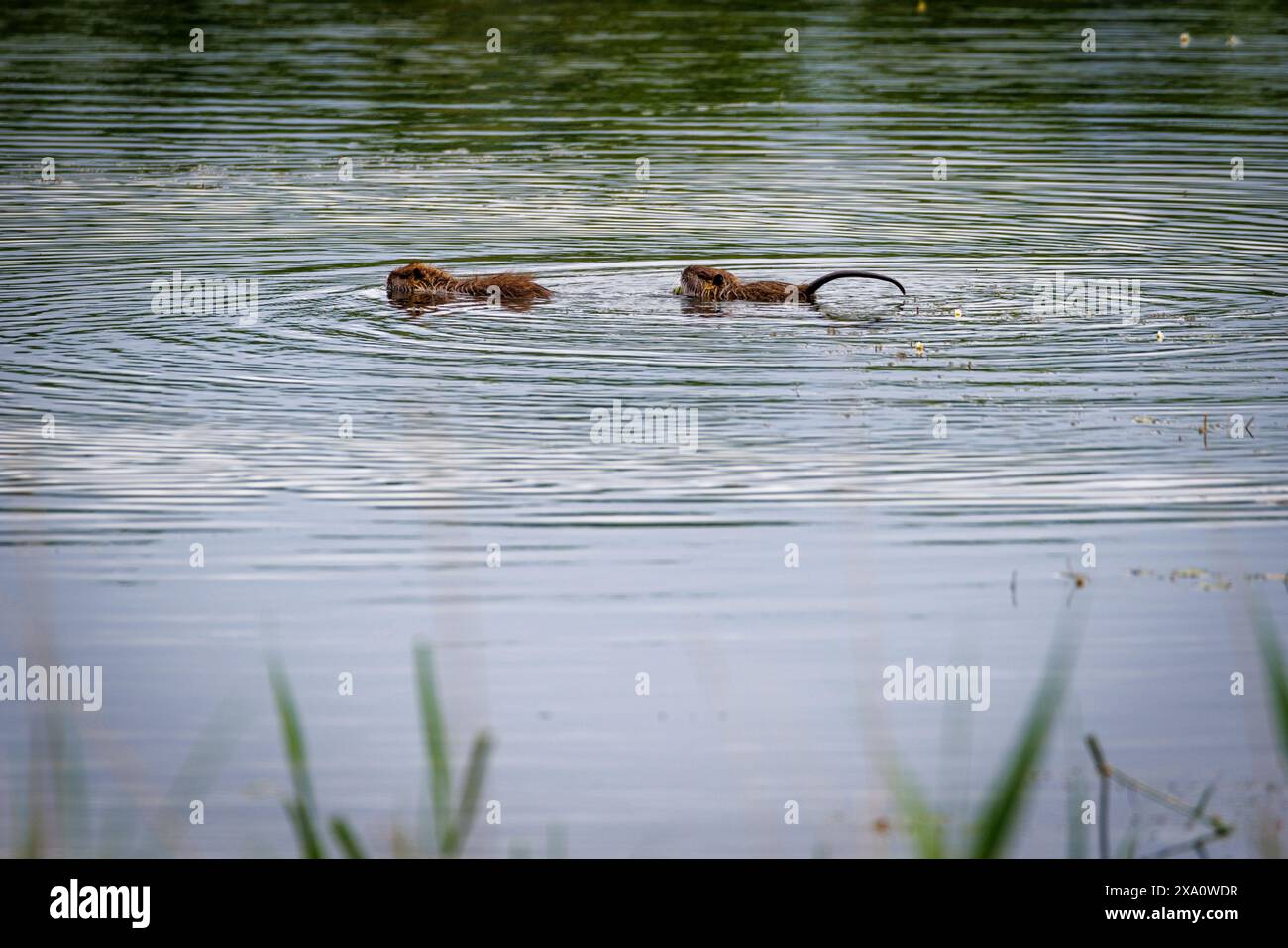 two nutria swimming one behind the other on a pond Stock Photo - Alamy