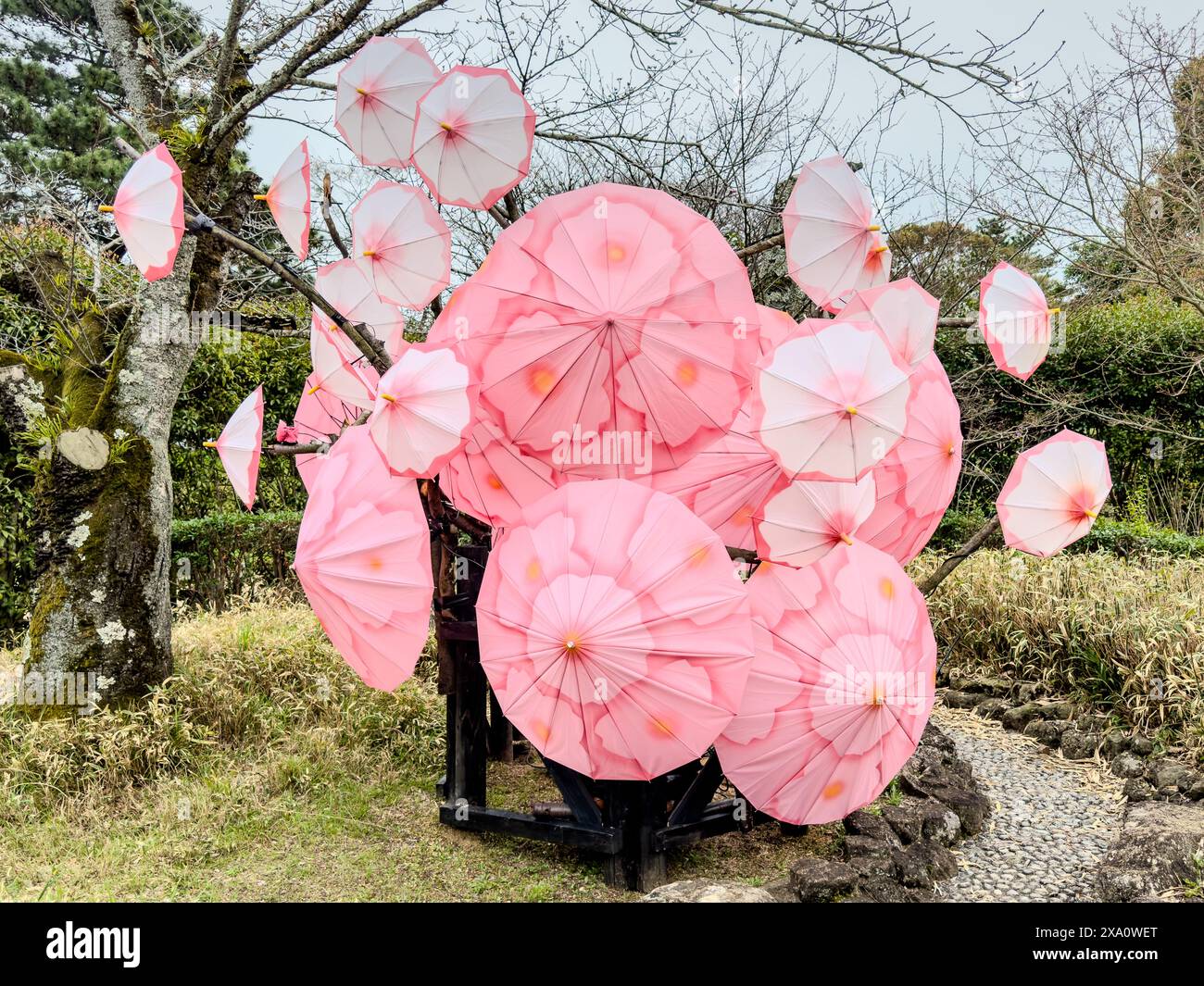 A display of pink parasols with cherry blossom pattern in a park Stock ...
