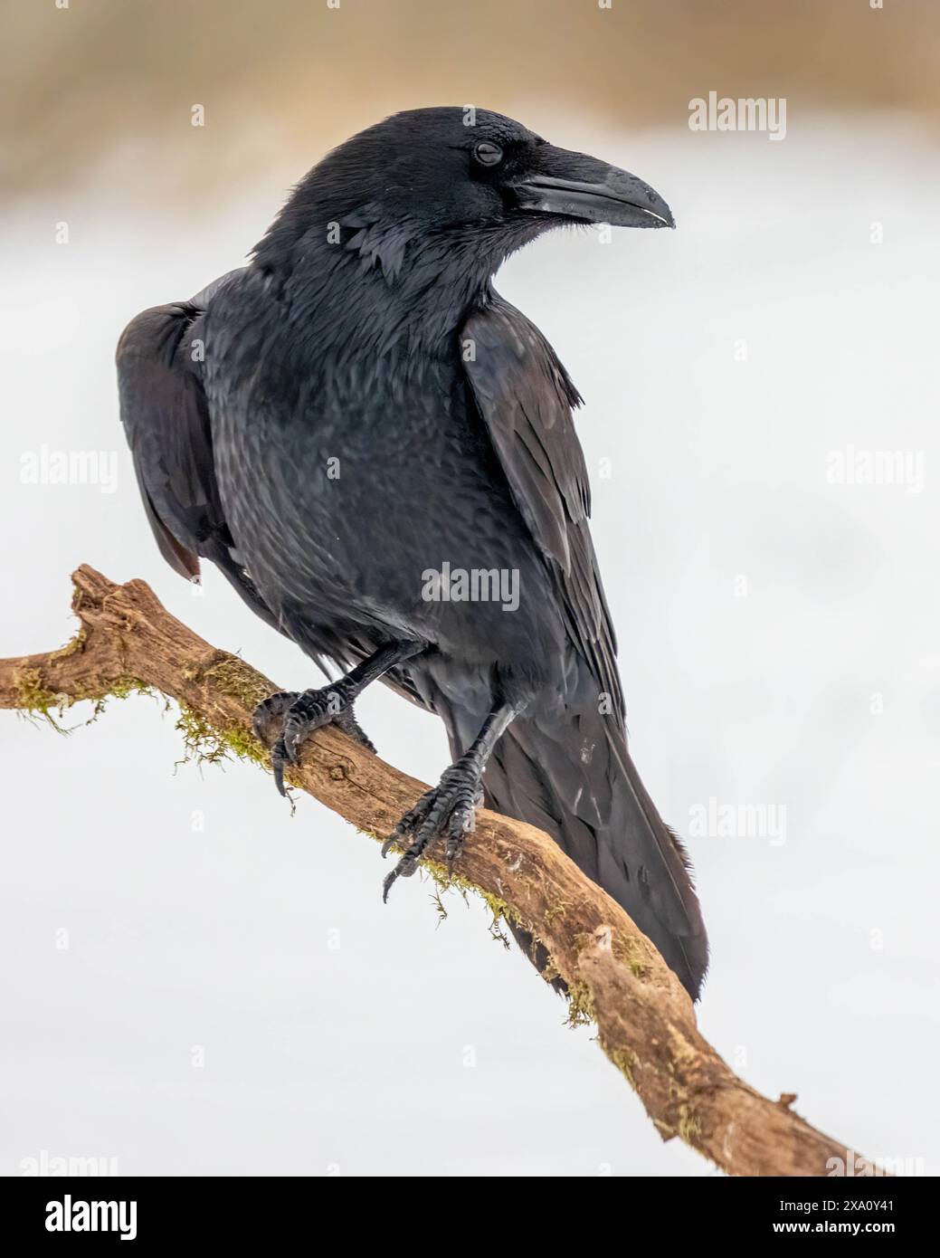 Raven branch tree hi-res stock photography and images - Alamy