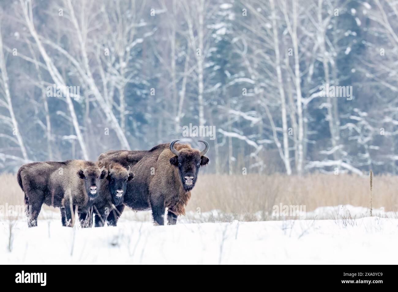 Bison herd on snowy field hi-res stock photography and images - Alamy