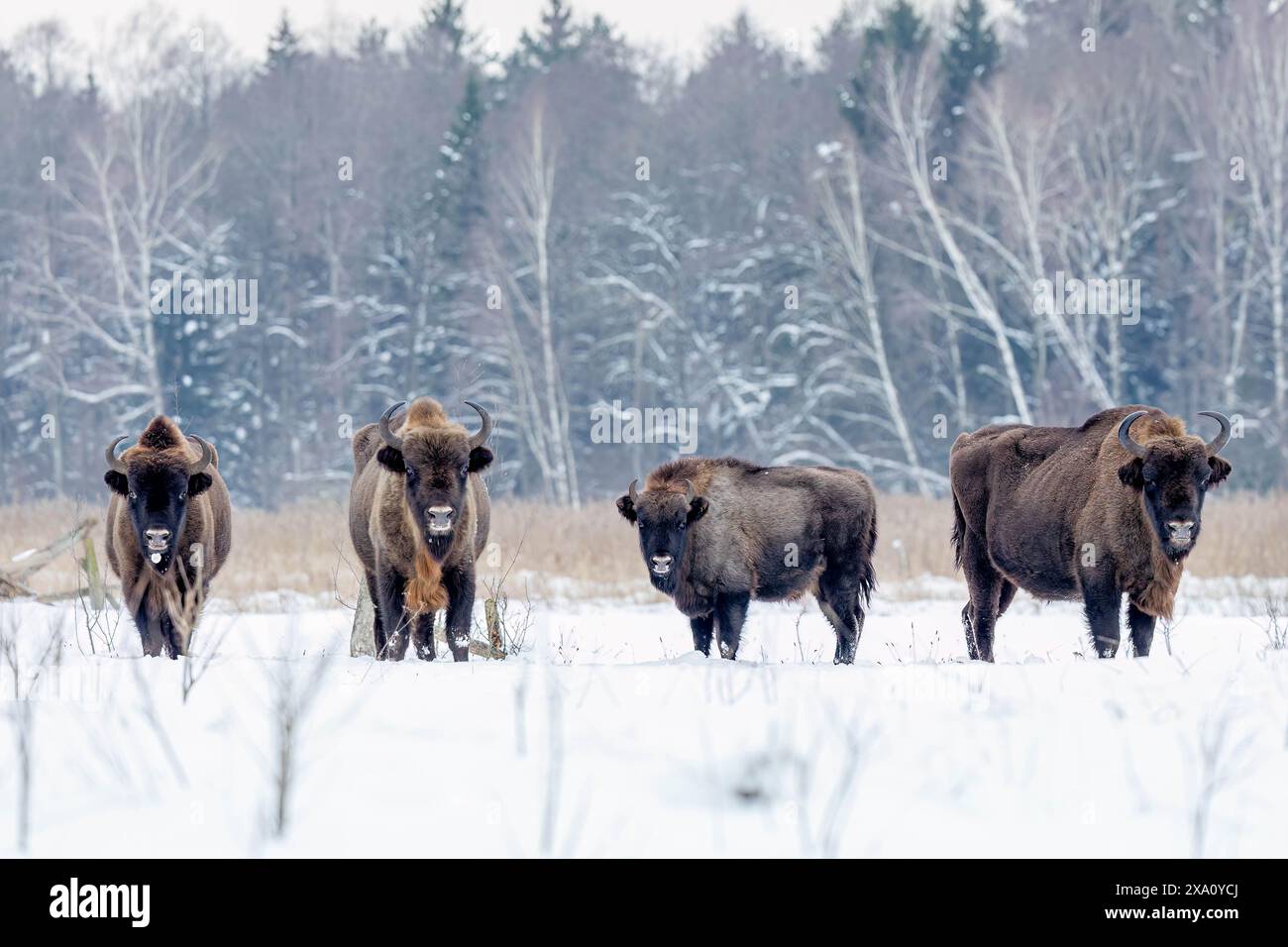 Bison herd on snowy field hi-res stock photography and images - Alamy