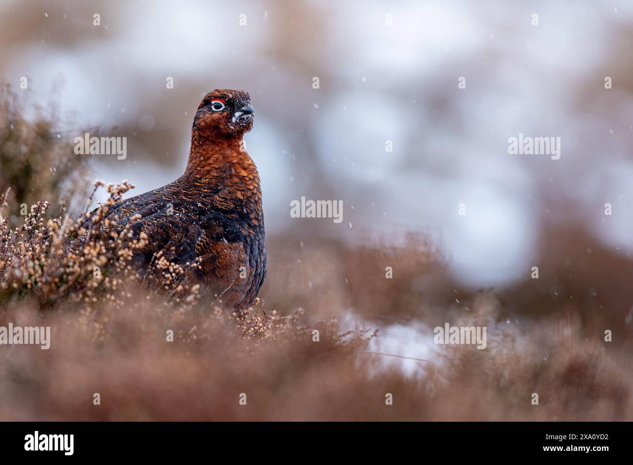 Red grouse in flight hi-res stock photography and images - Alamy