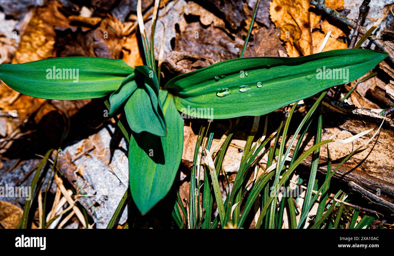 A wild leek plant starting in the spring in Ontario, Canada Stock Photo ...