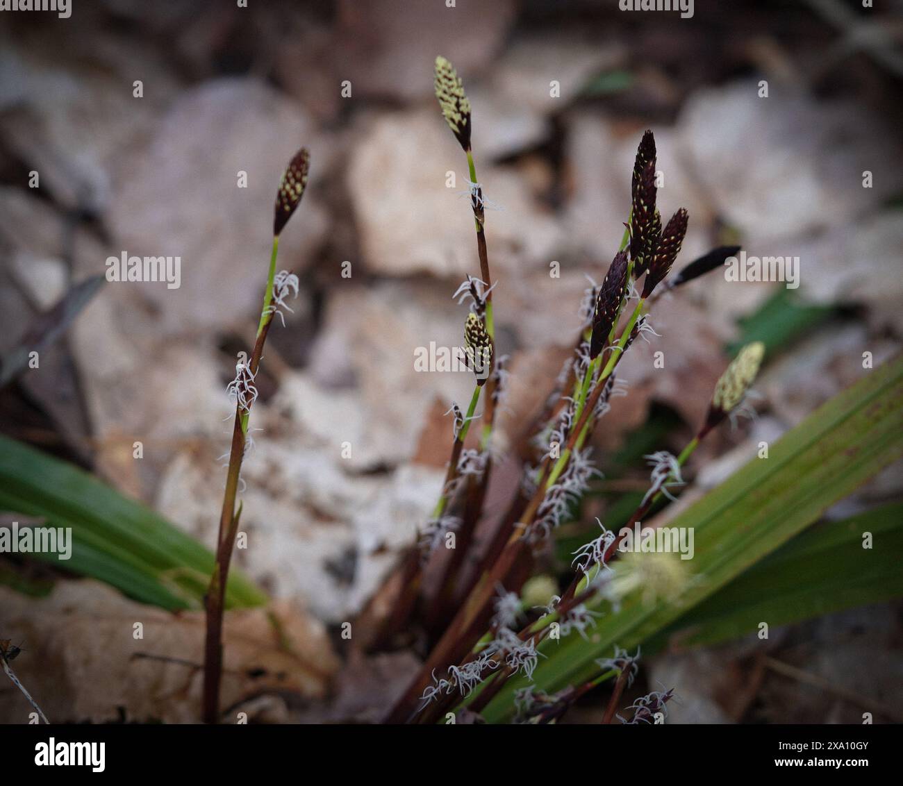Sedge grass hi-res stock photography and images - Alamy