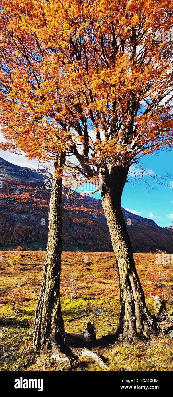 Unity trees hi-res stock photography and images - Alamy