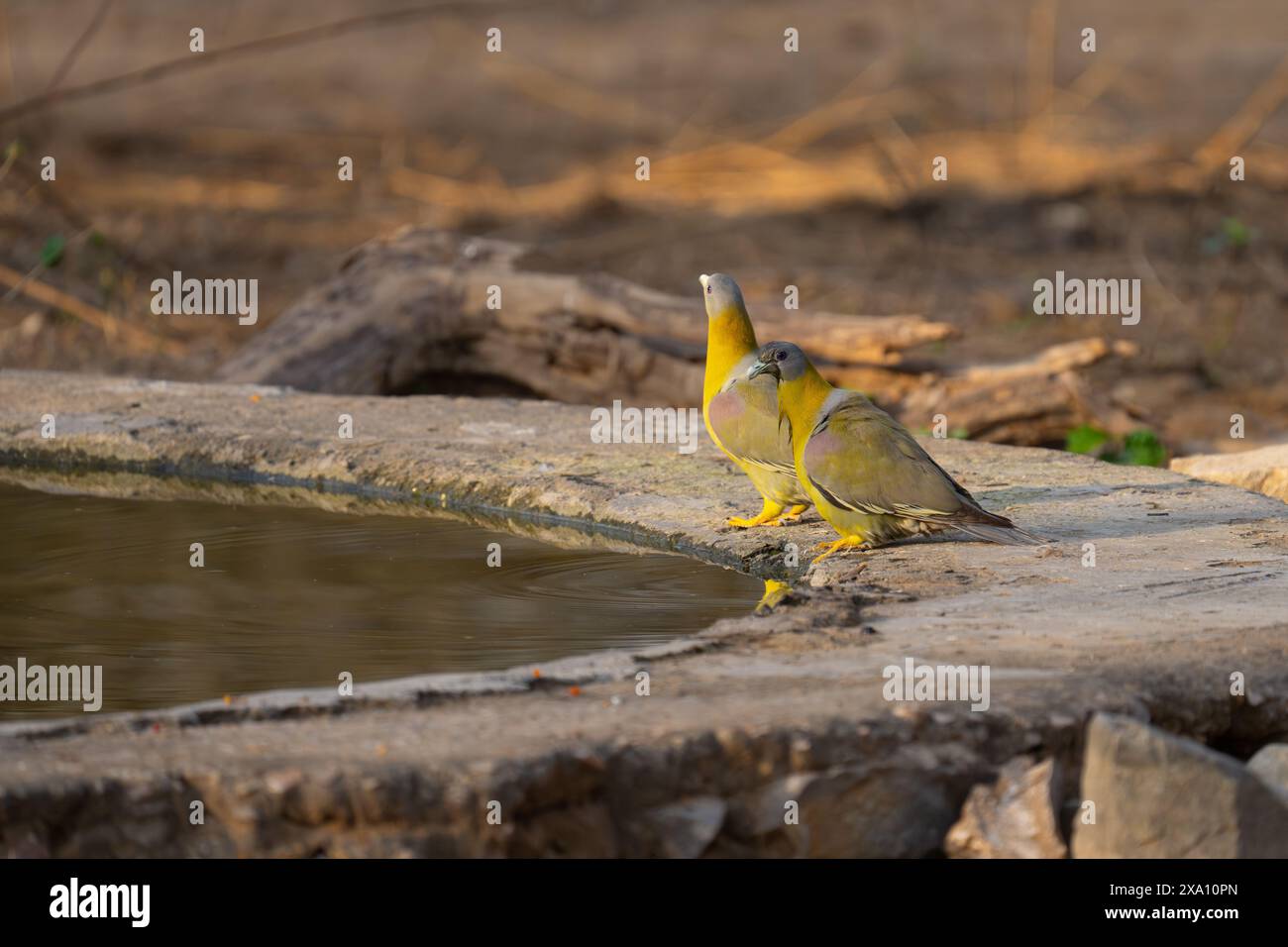 Yellow-footed green pigeon Stock Photo - Alamy
