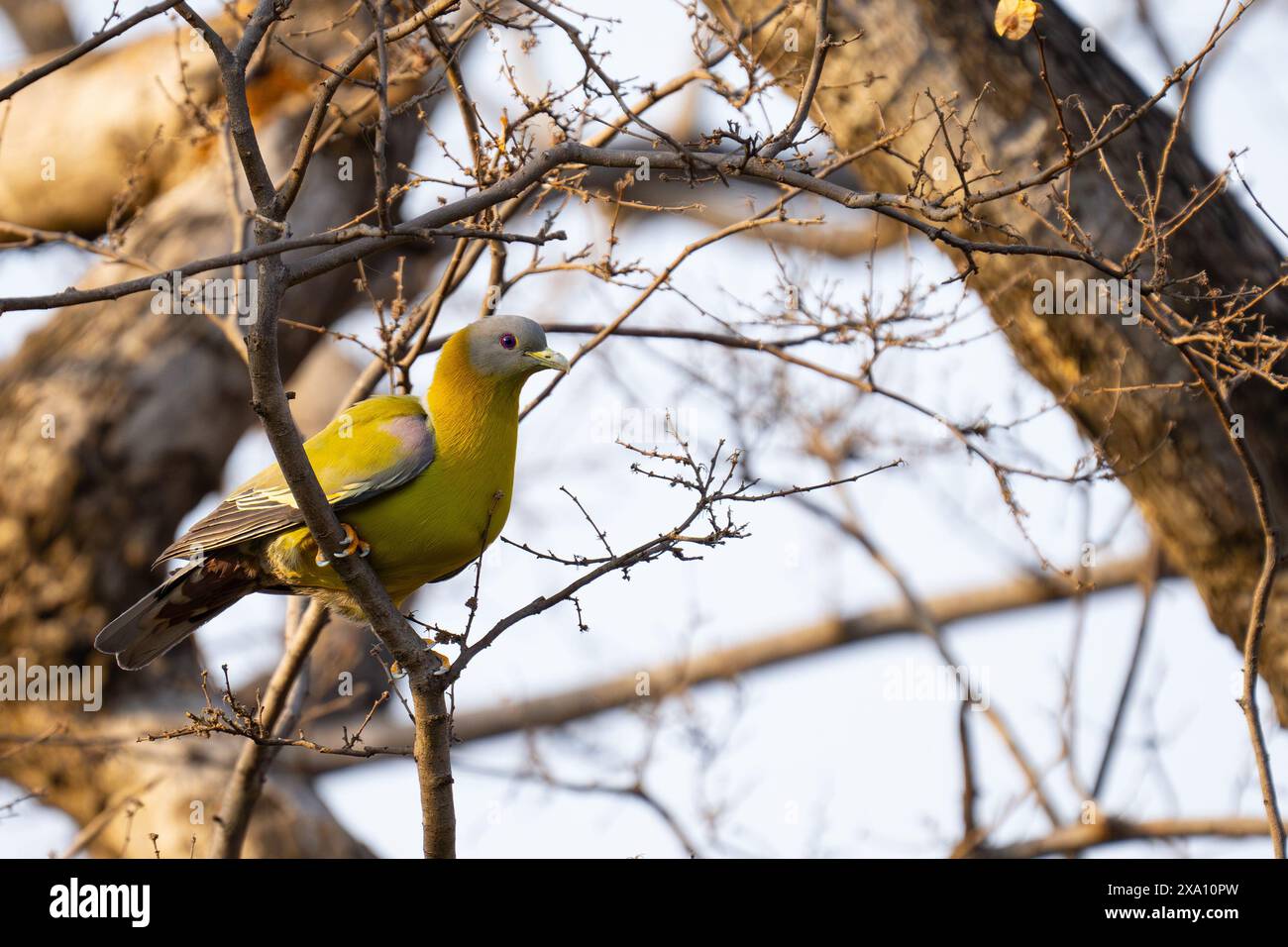Yellow-footed green pigeon Stock Photo - Alamy