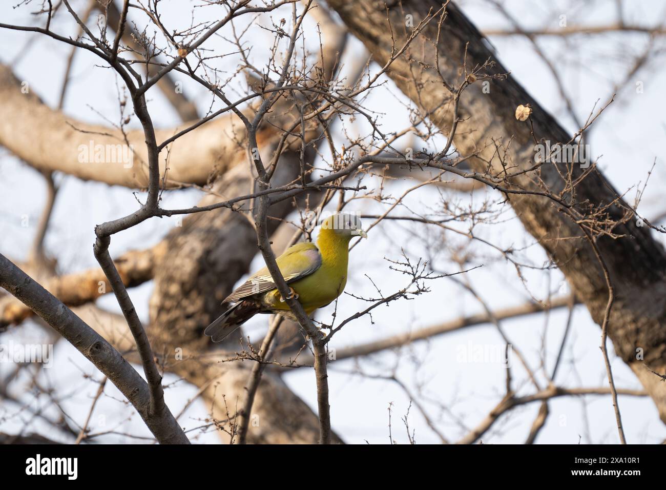 Yellow footed bird hi-res stock photography and images - Alamy